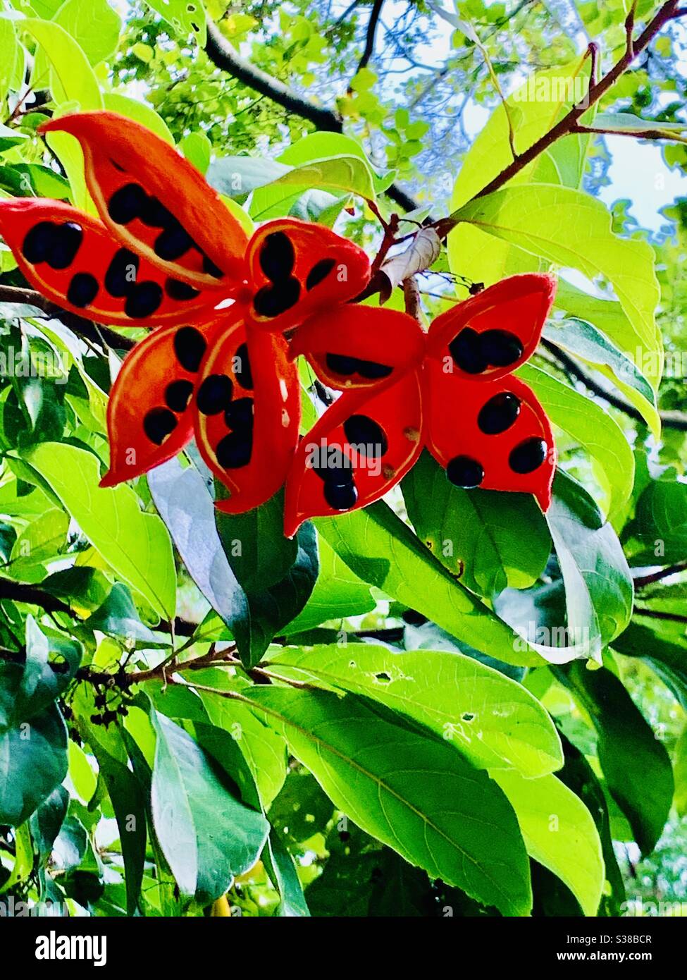 Sterculia hi-res stock photography and images - Alamy