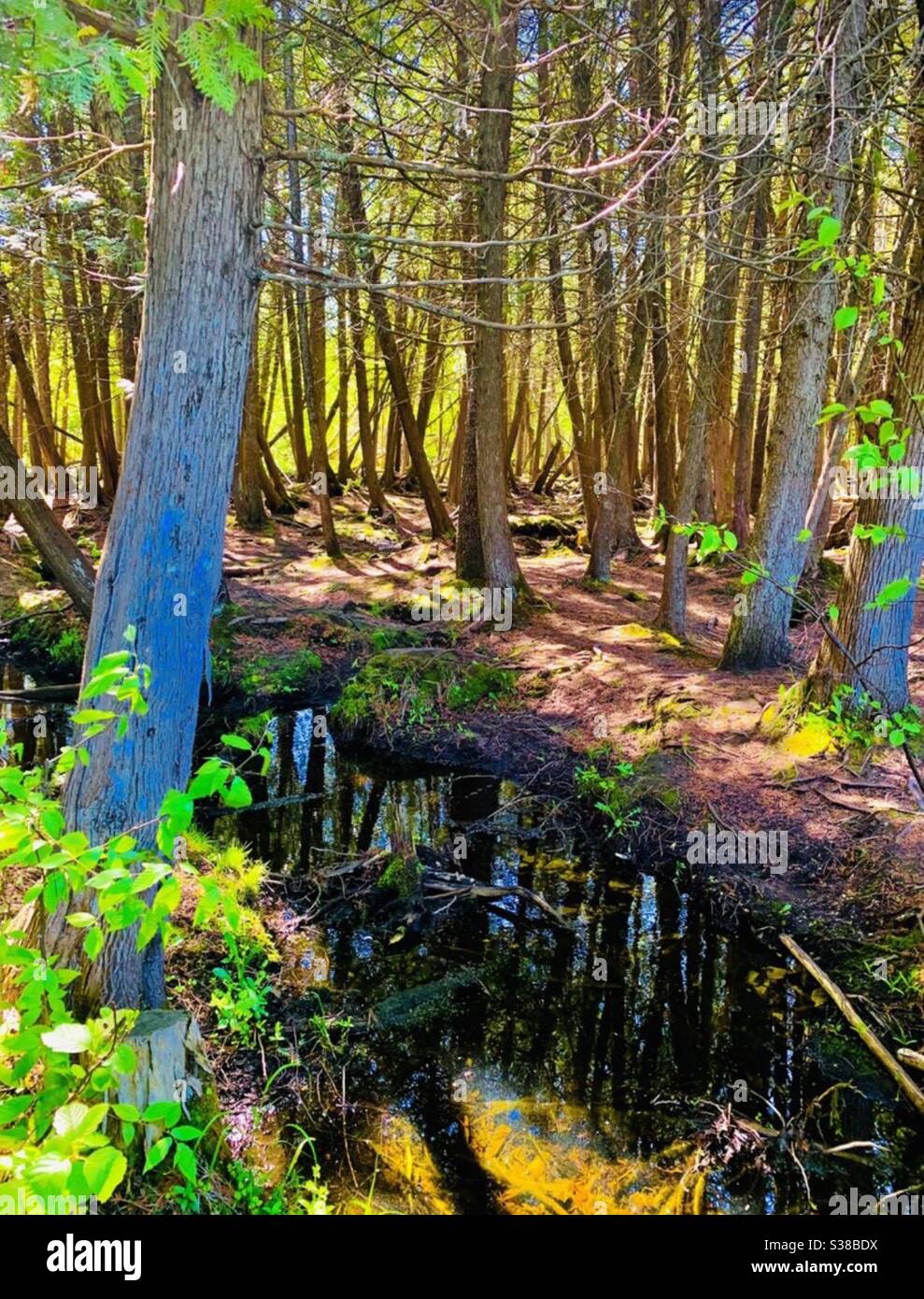 Little creek hi-res stock photography and images - Alamy