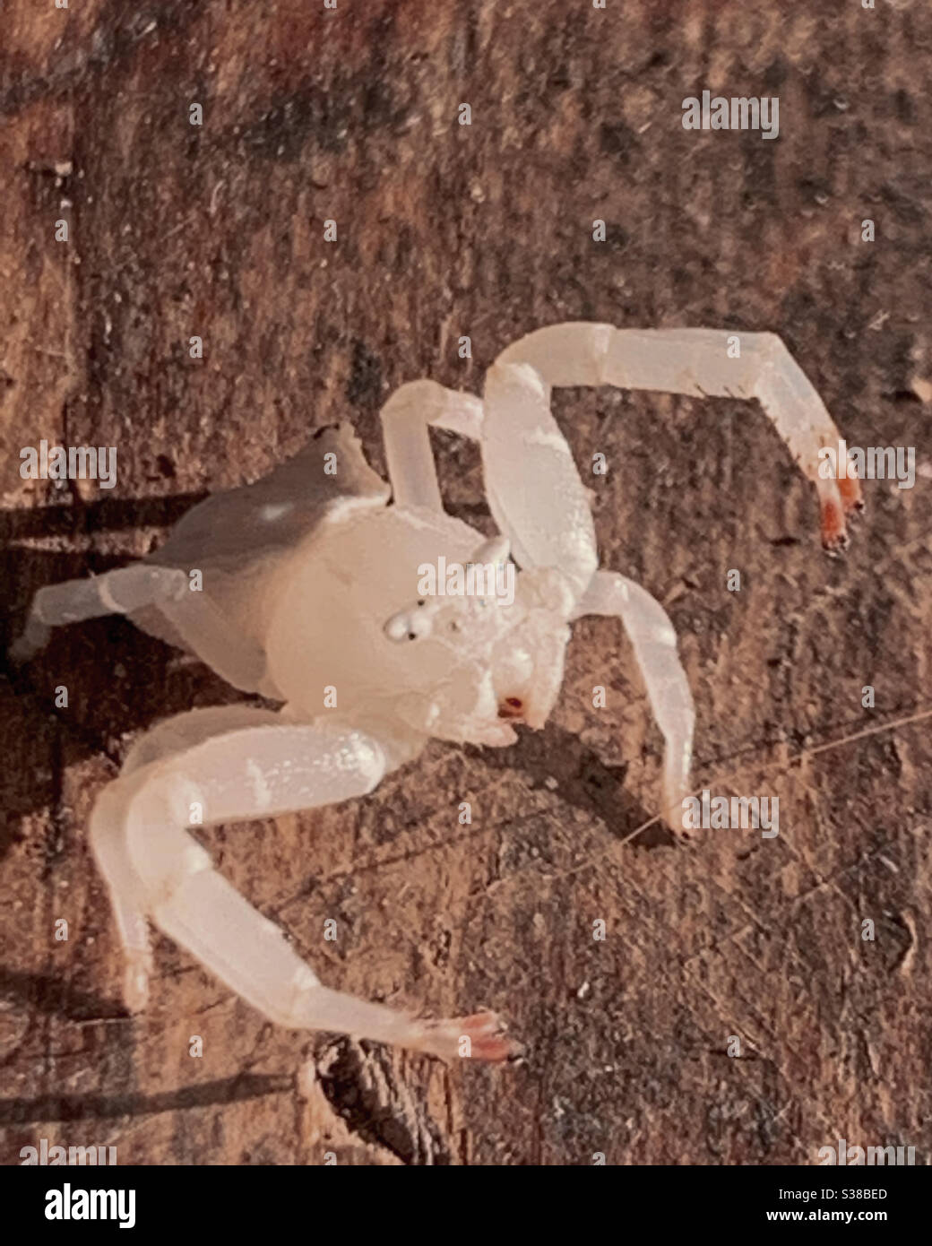 White crab spider Stock Photo - Alamy