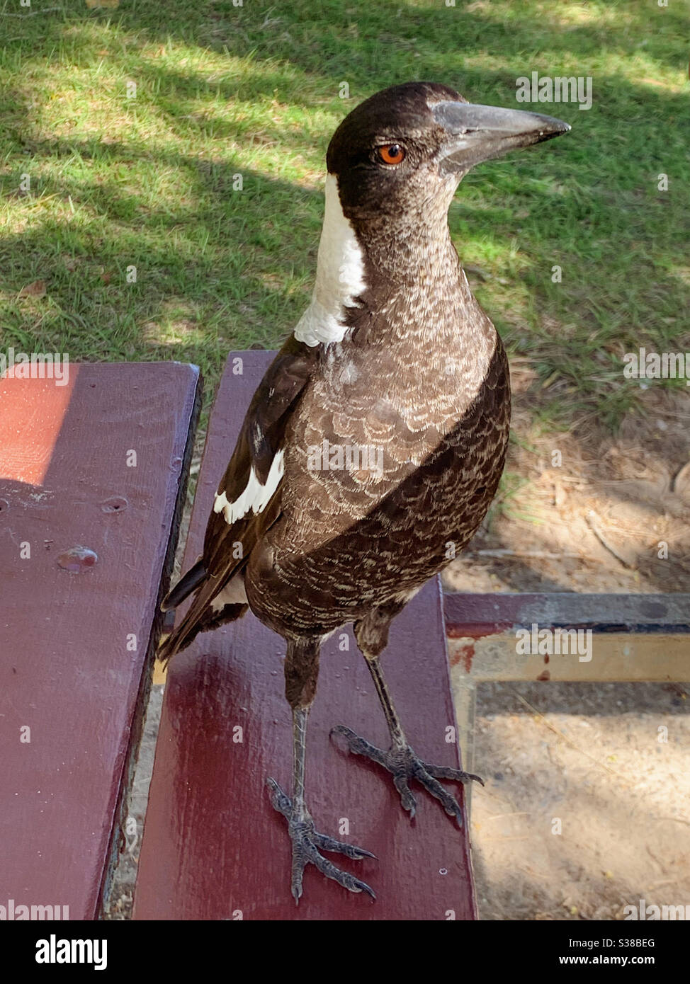 Magpie with head tilted to side Stock Photo - Alamy