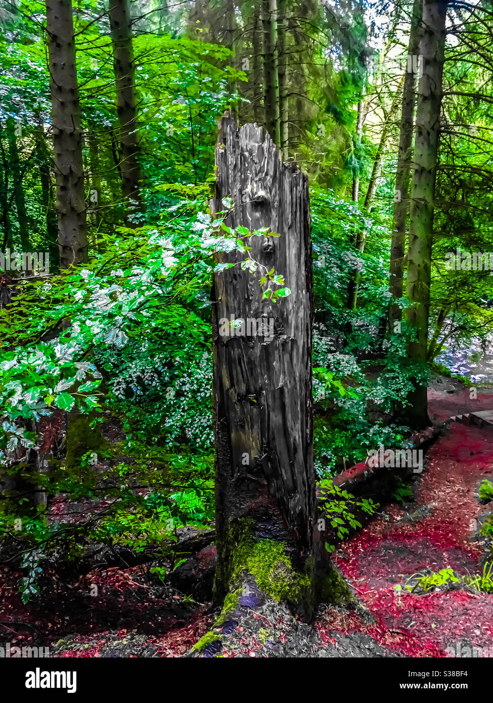 Magical tree hi-res stock photography and images - Alamy