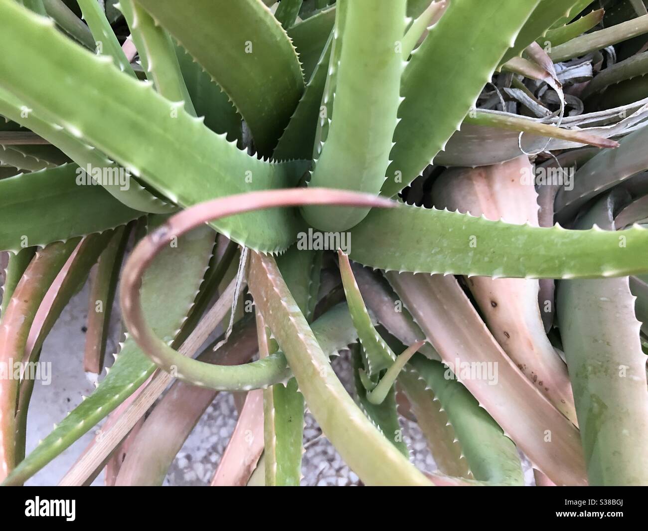 Aloe vera tree hi-res stock photography and images - Alamy