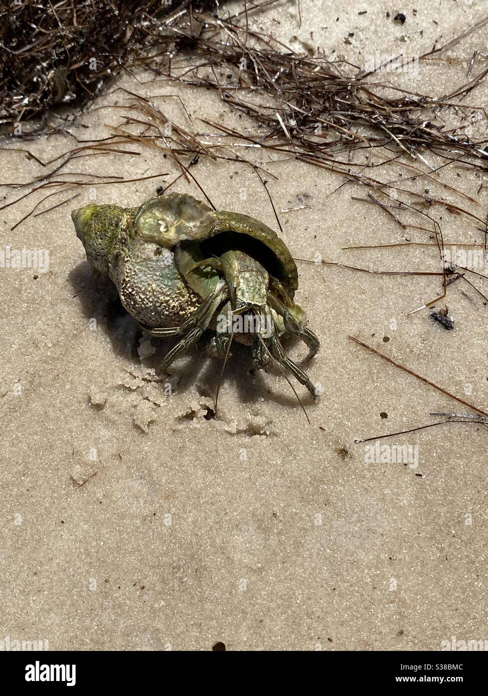 Large hermit crab coming out of his shell Stock Photo - Alamy