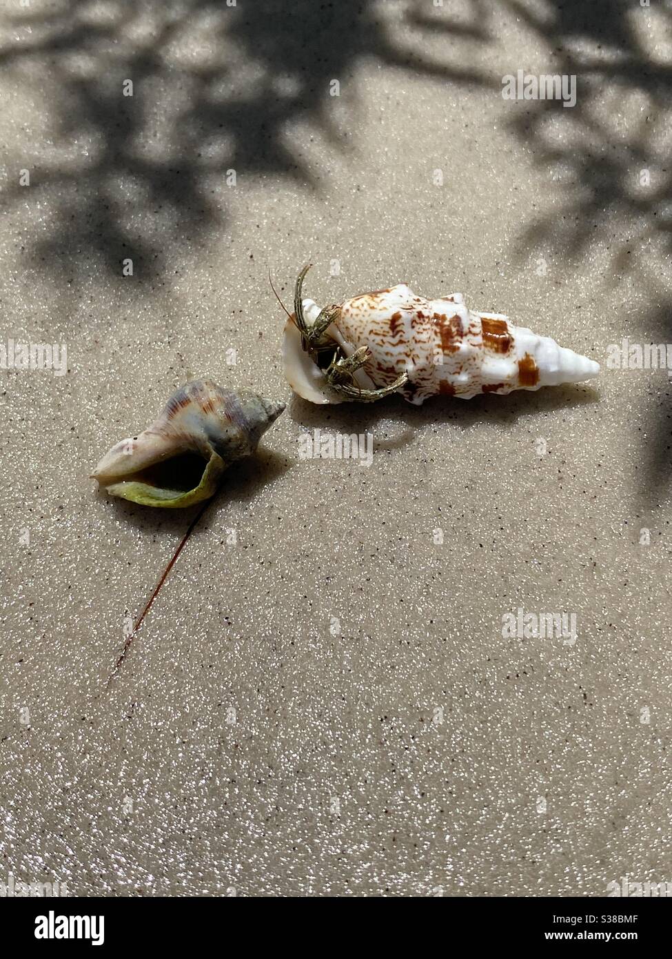 Hermit crab shells hi-res stock photography and images - Alamy
