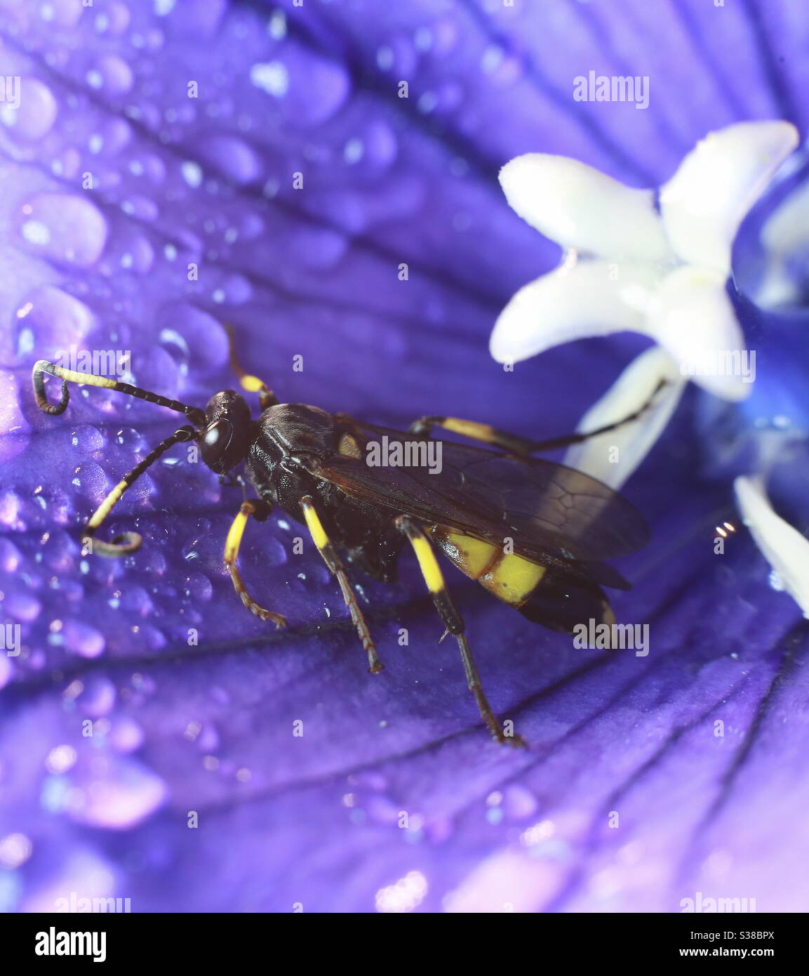 Macro Photography - Beetle Wasp Stock Photo - Alamy