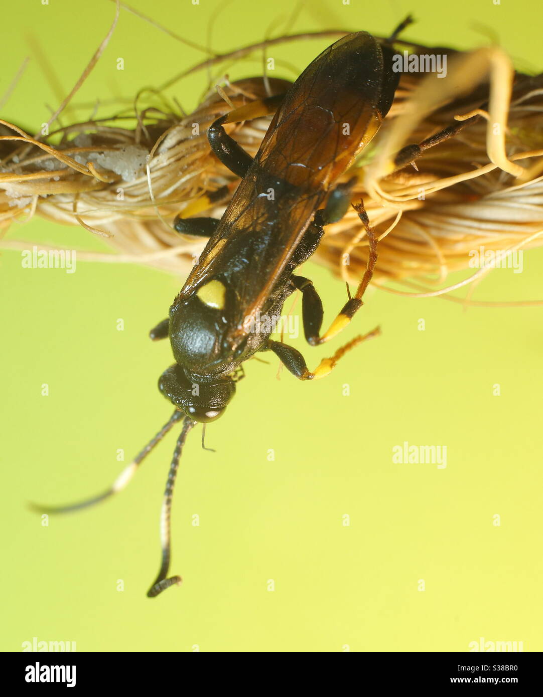 Macro photography - Beetle Wasp Stock Photo - Alamy