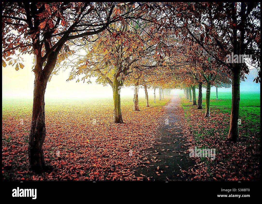 Autumn in Peckham Rye common Stock Photo - Alamy