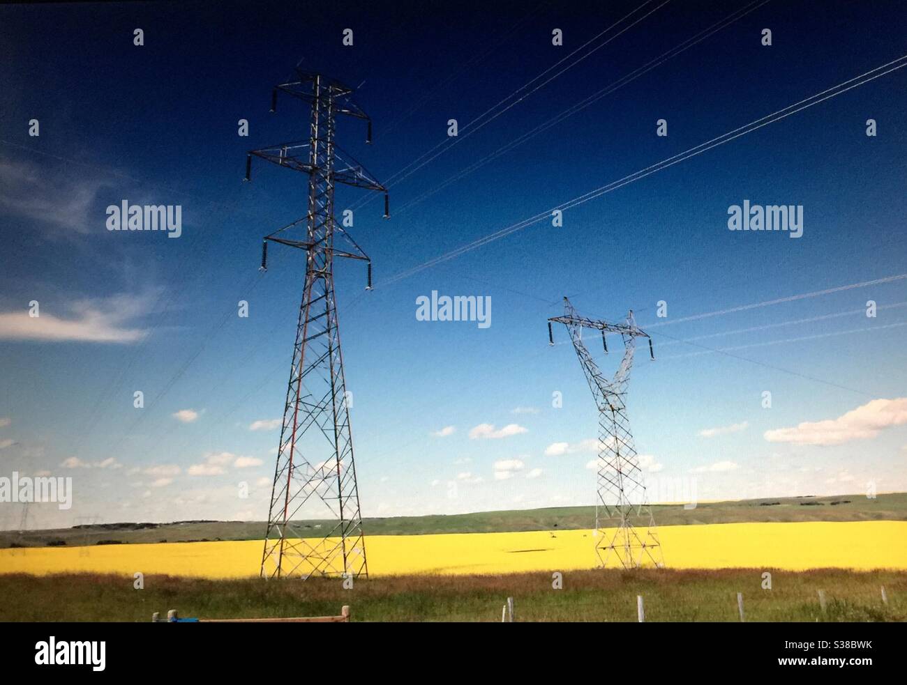 Fields of canola, Alberta agriculture, Canada, crop, bumper crop, cash ...