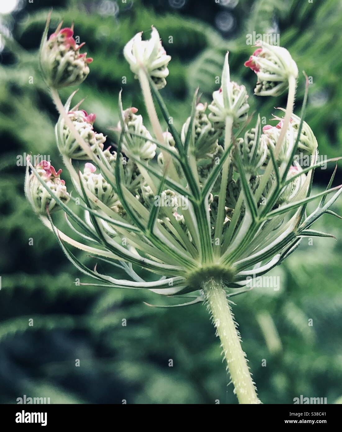 Weed garden hi-res stock photography and images - Alamy