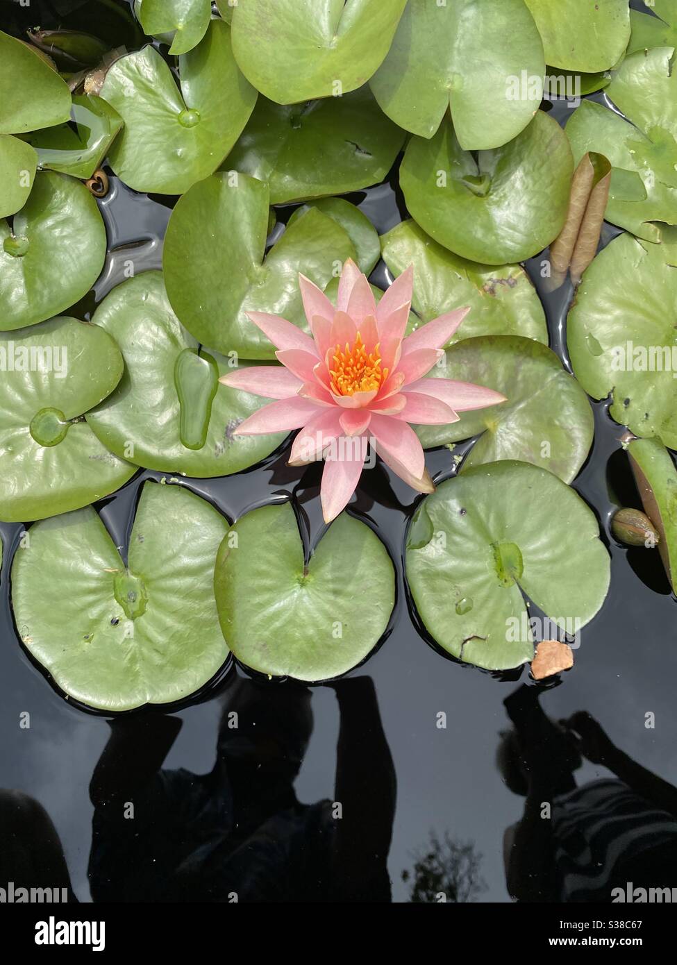 Lily floral hi-res stock photography and images - Alamy