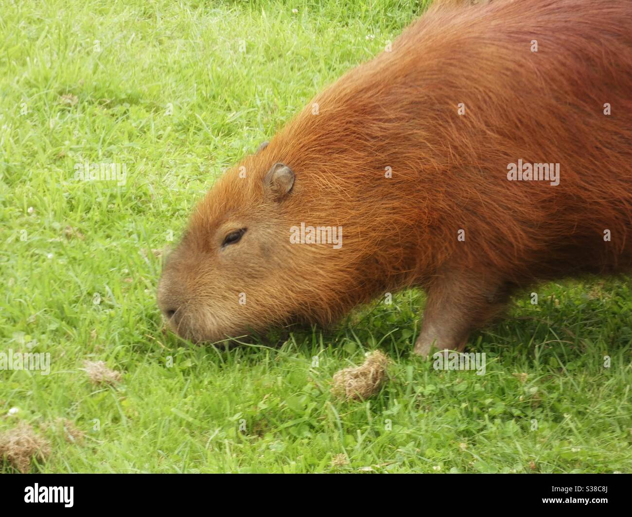 Capybara eating hi-res stock photography and images - Alamy