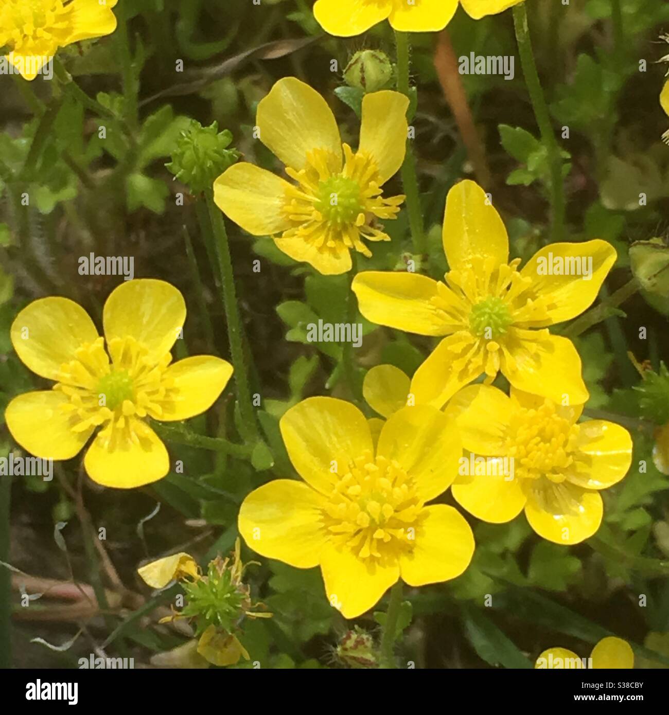 Buttercup close up hi-res stock photography and images - Alamy