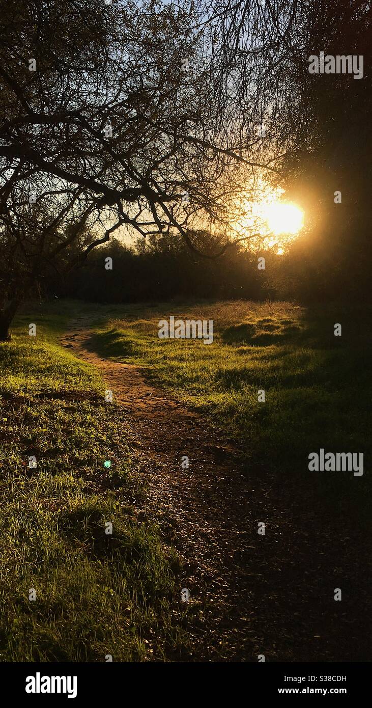 Photography of sunlit trees hi-res stock photography and images - Alamy