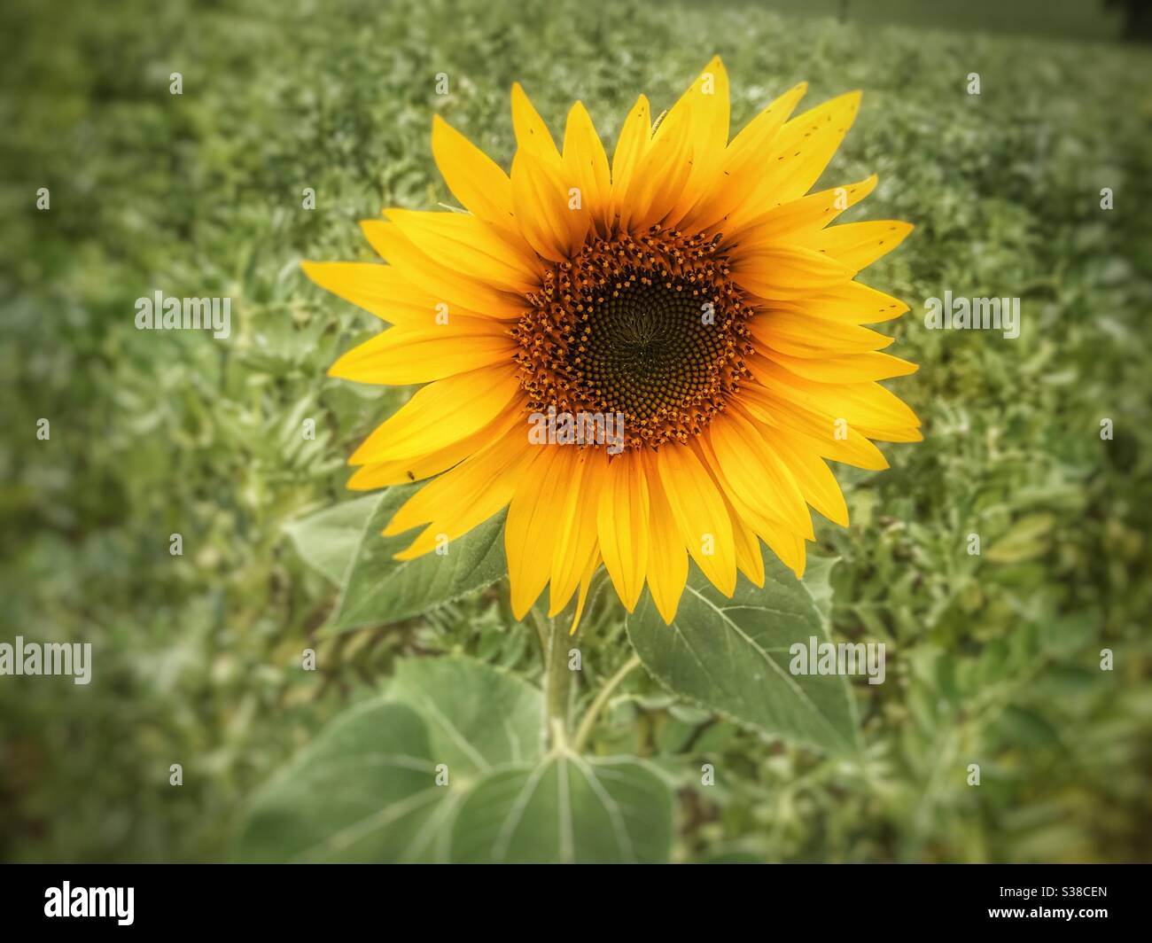 Single sunflower hi-res stock photography and images - Alamy