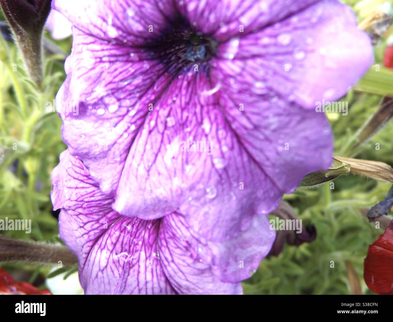 Calming flowers hi-res stock photography and images - Alamy