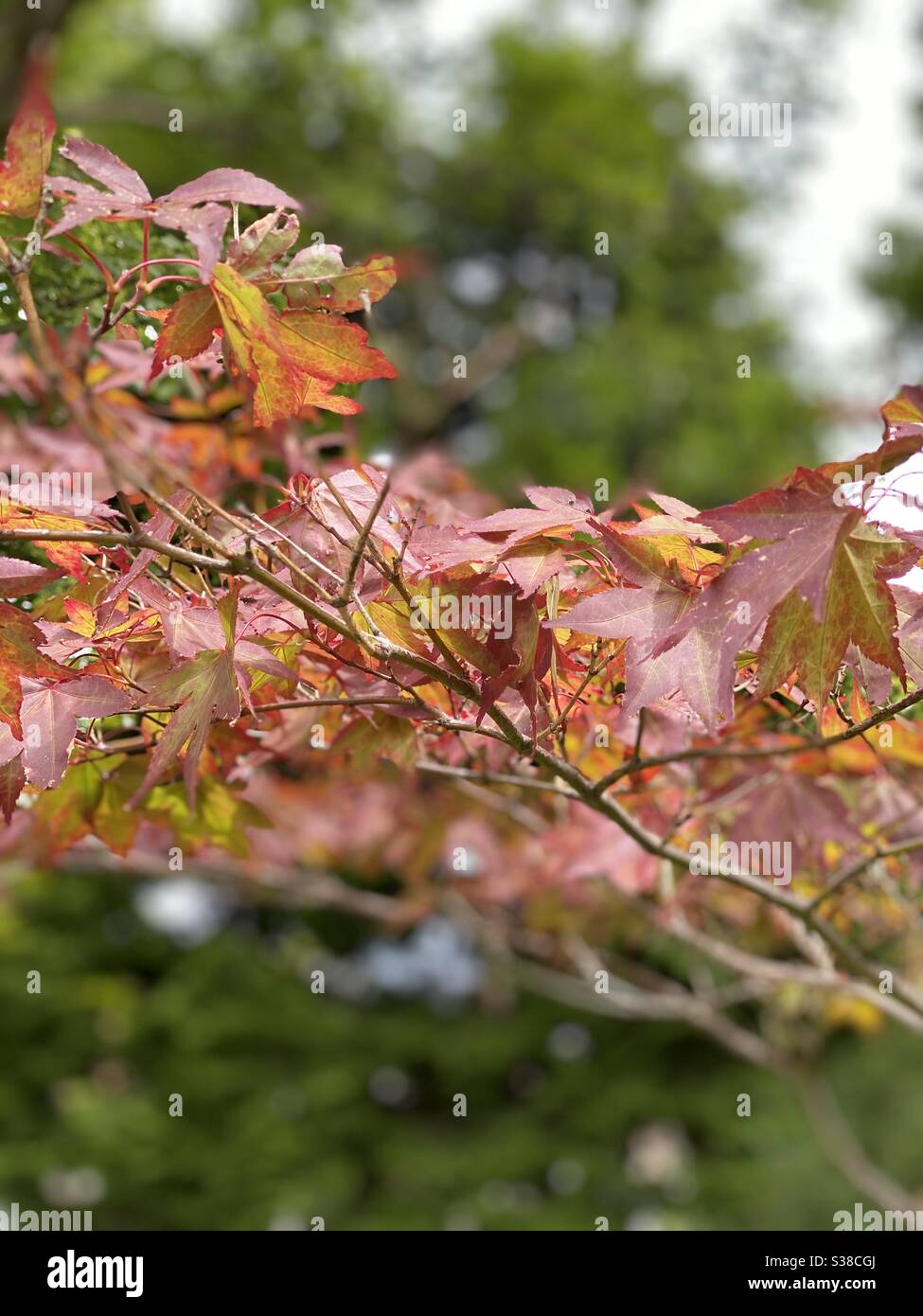 Rusty leaves hi-res stock photography and images - Alamy