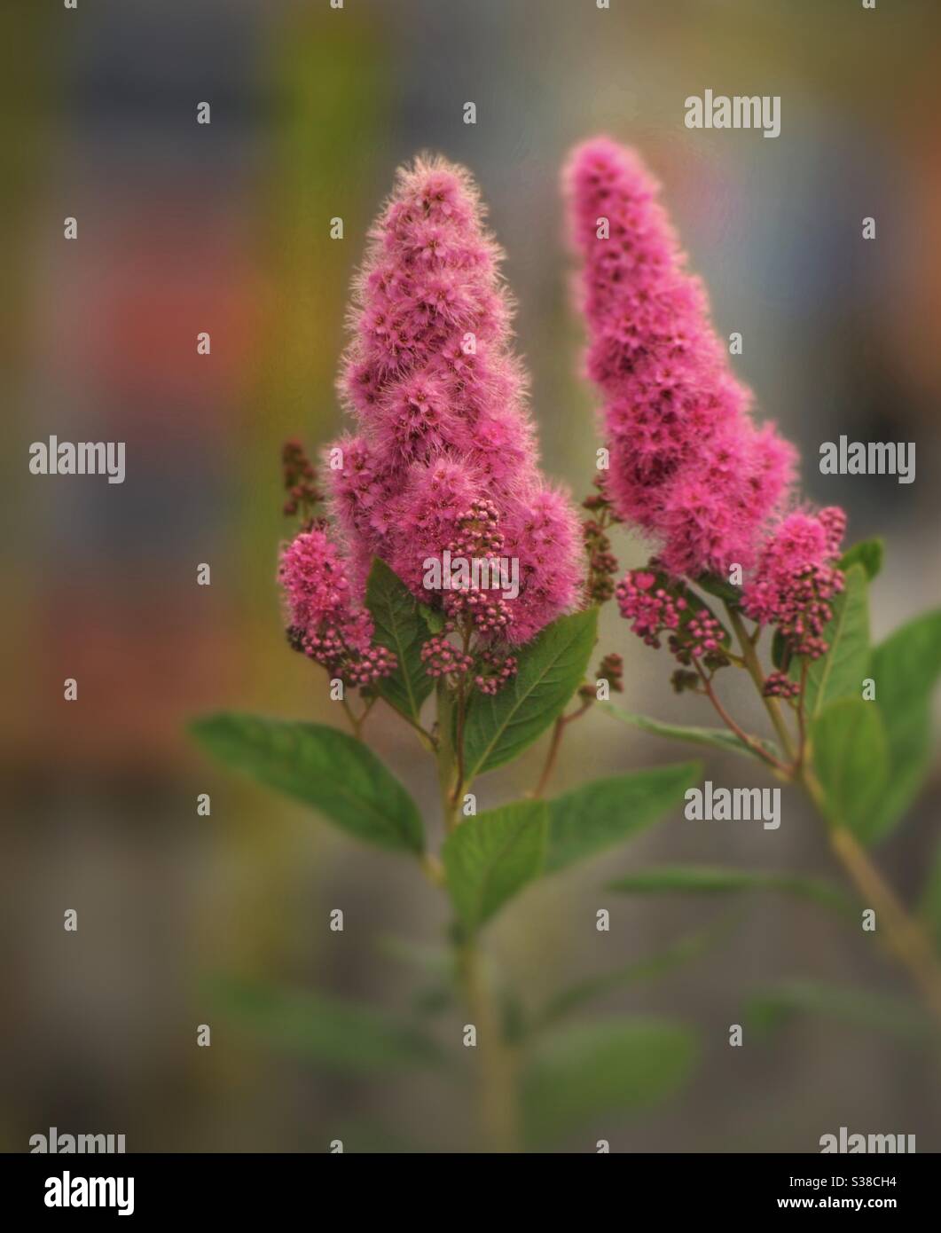 Pinky flowers hi-res stock photography and images - Alamy