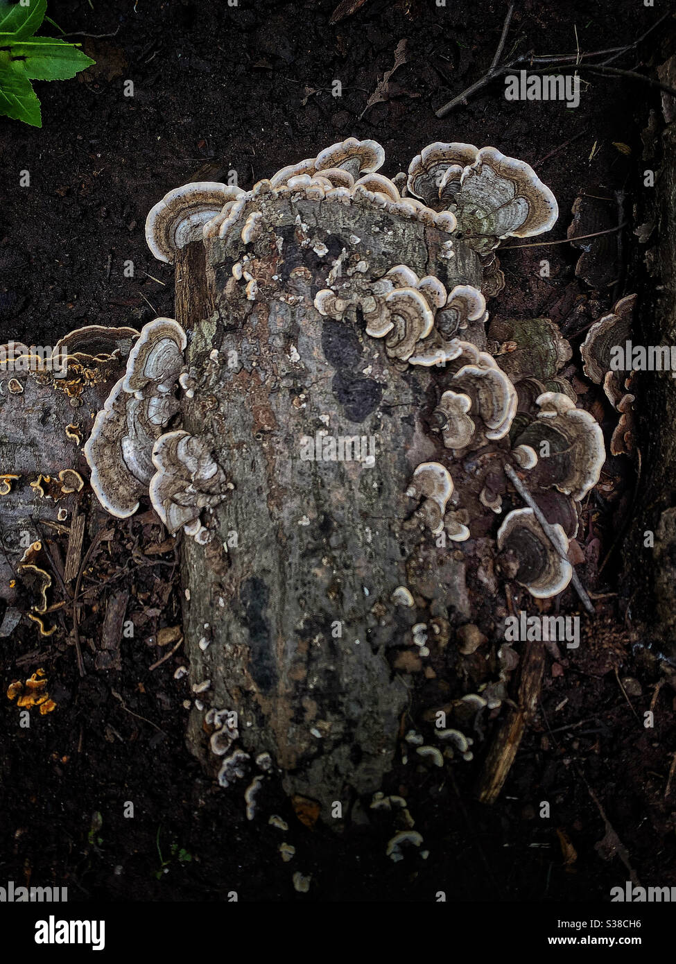 Fungus mushroom tree stump hi-res stock photography and images - Alamy