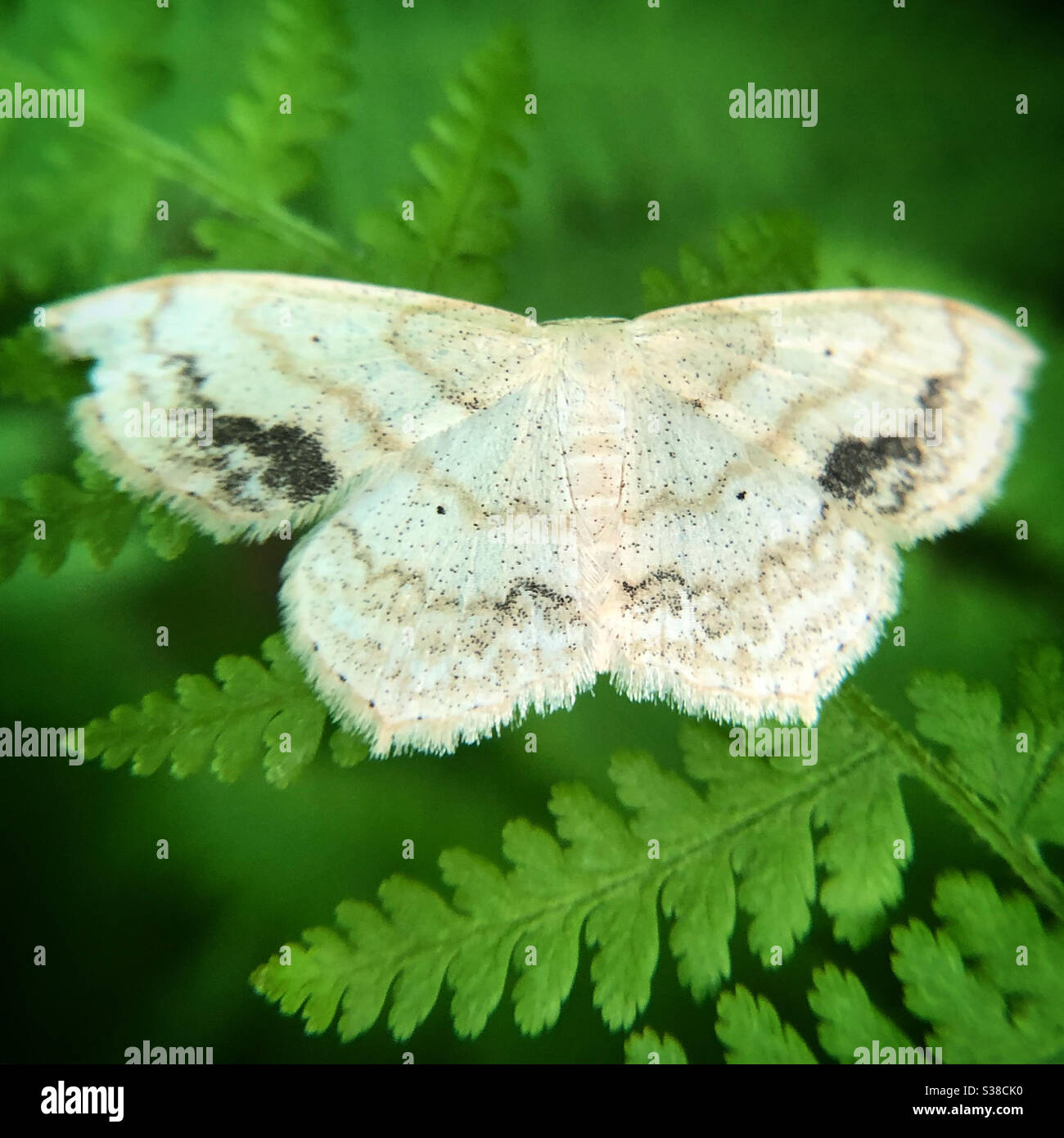 Large lace border moth hi-res stock photography and images - Alamy