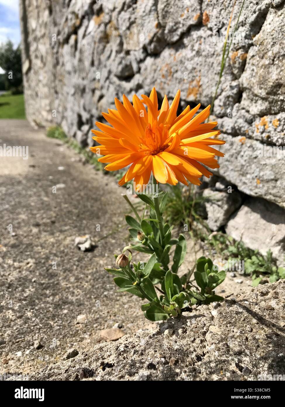 Wild Marigold High Resolution Stock Photography and Images - Alamy