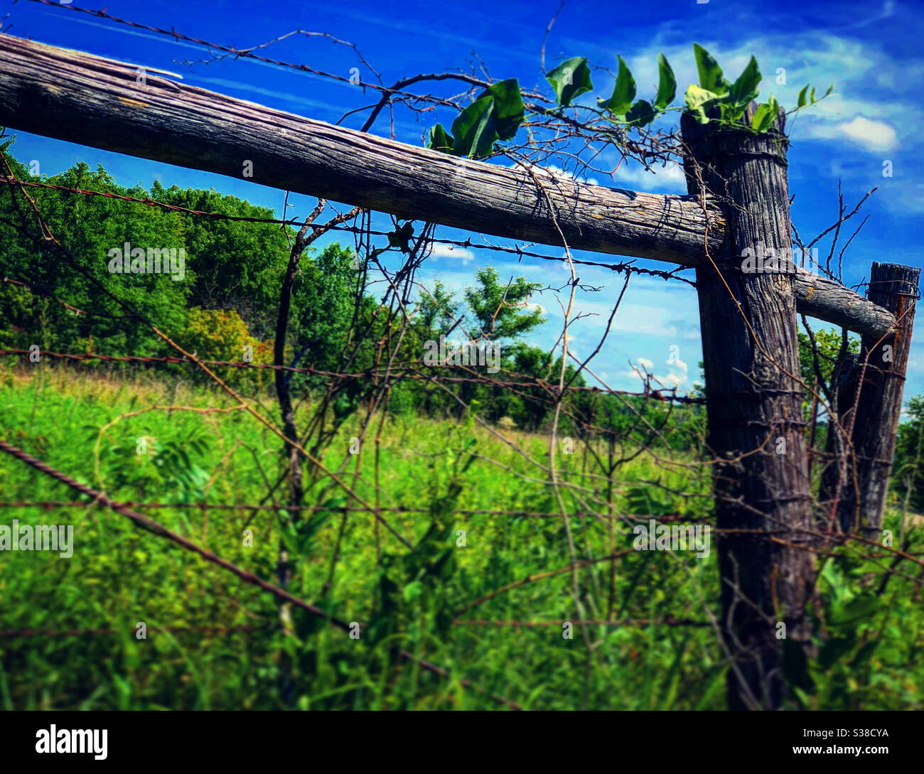 Wire for vines hi-res stock photography and images - Alamy