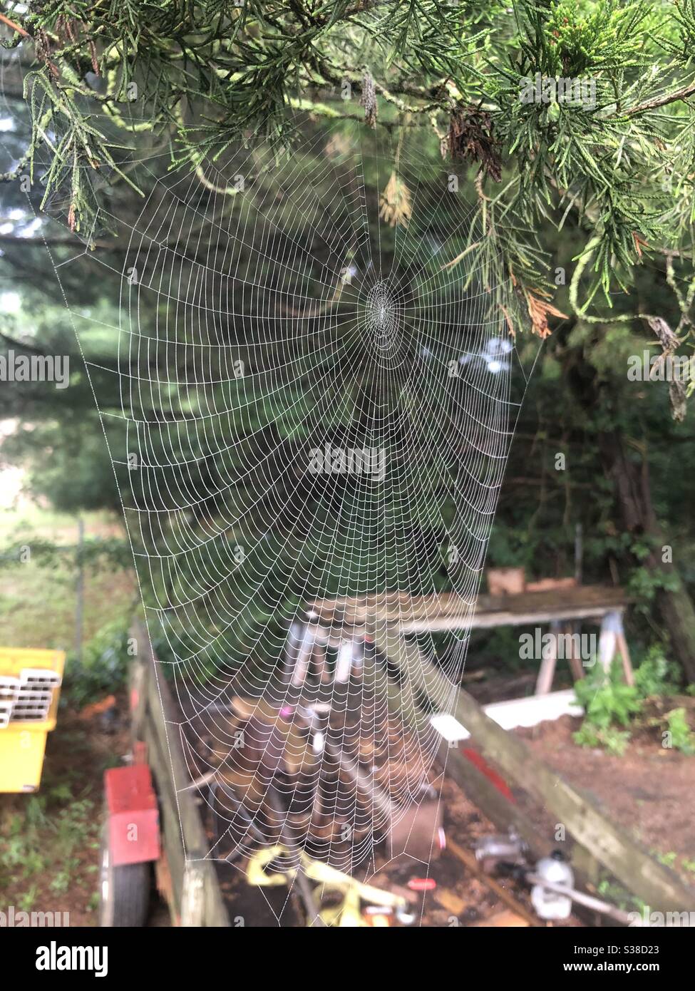 Spider webs on cedar tree Stock Photo - Alamy