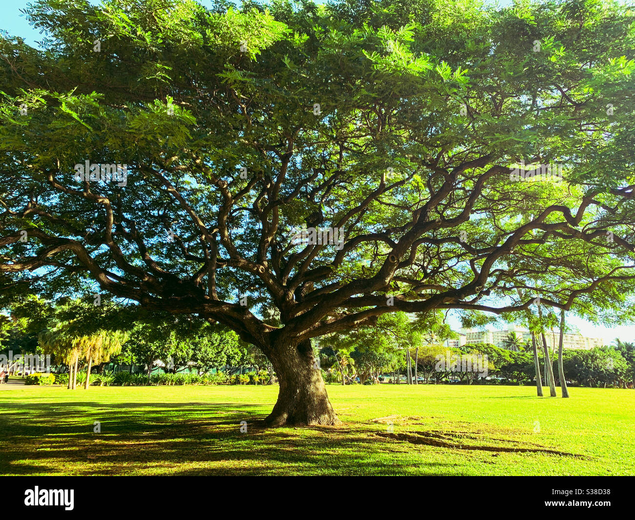 Beautiful healthy tree Stock Photo - Alamy