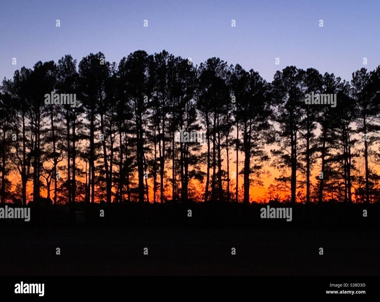 Colorful tree line at sunset Stock Photo - Alamy