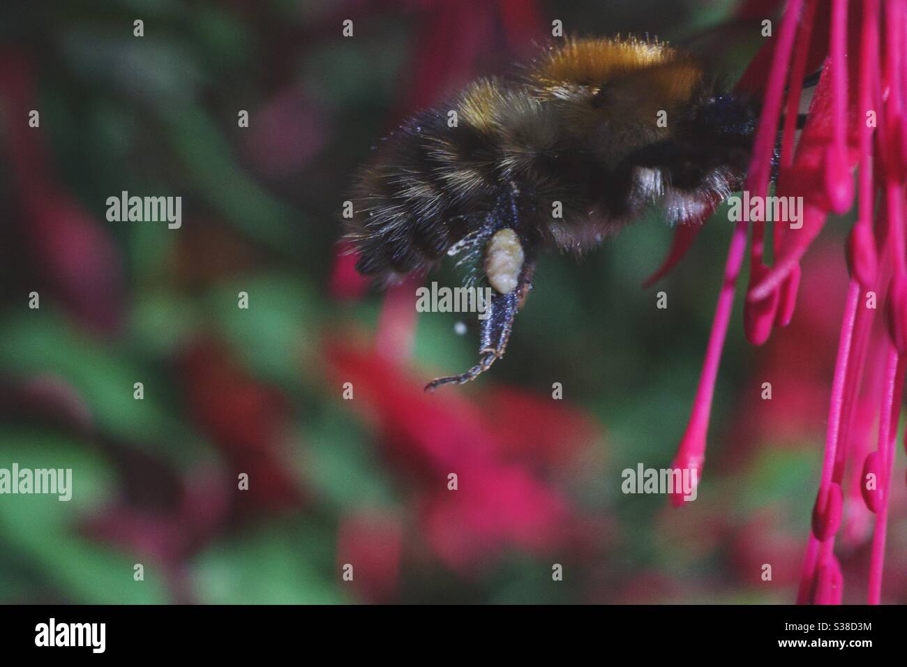 Bee hard work hi-res stock photography and images - Alamy