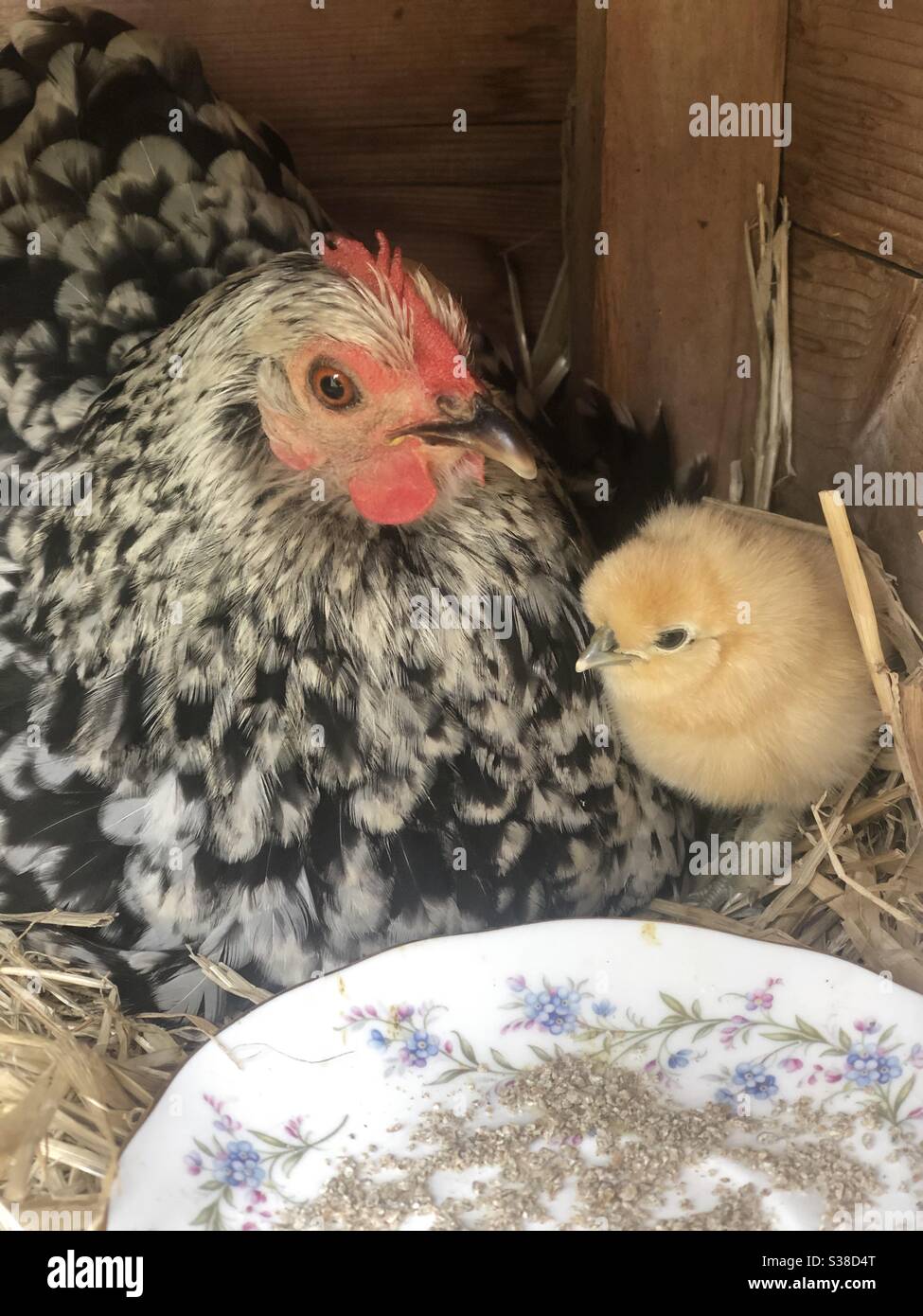 Hen animals hi-res stock photography and images - Alamy