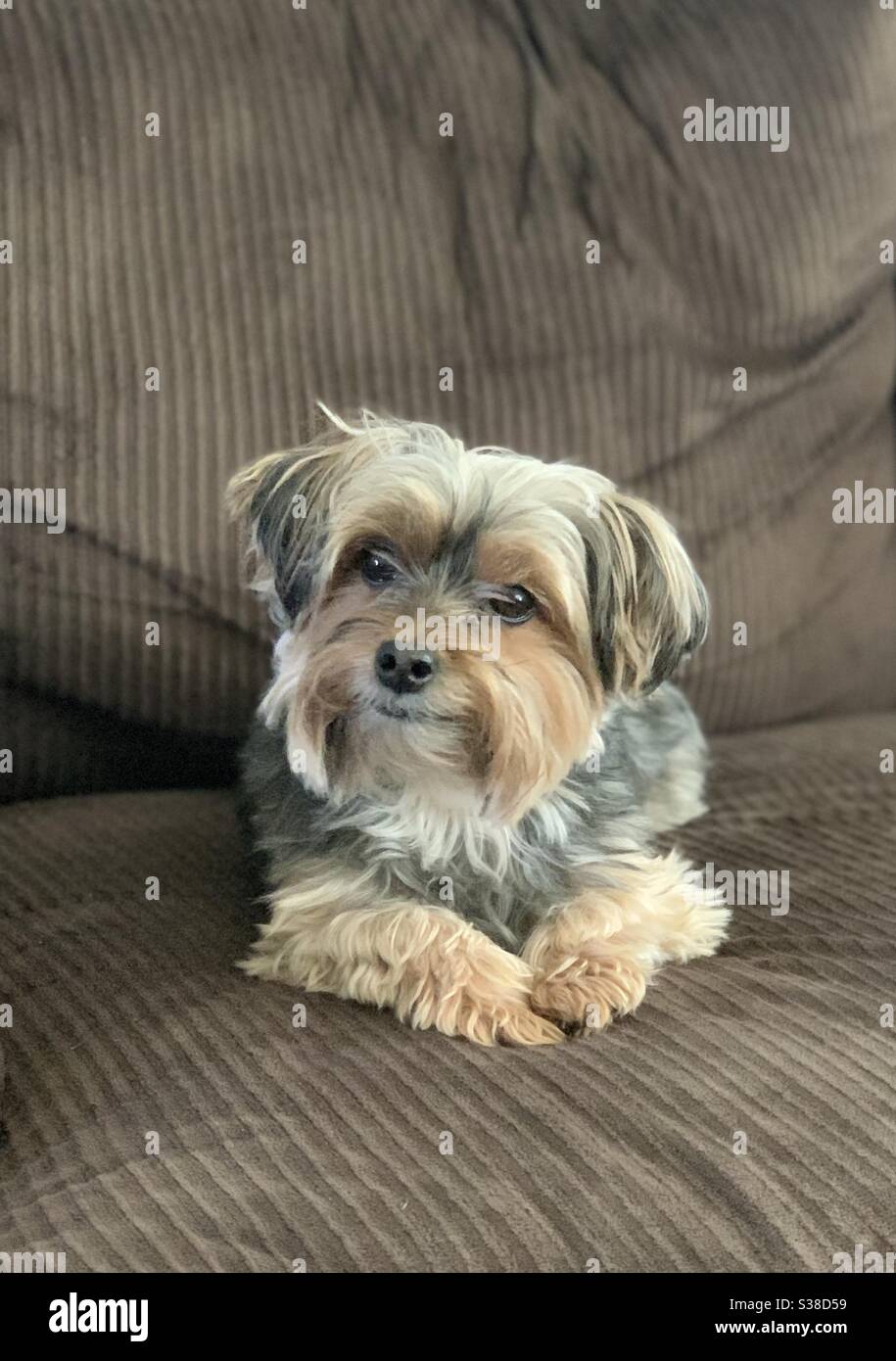 Yorkshire terrier yorkie hi-res stock photography and images - Alamy