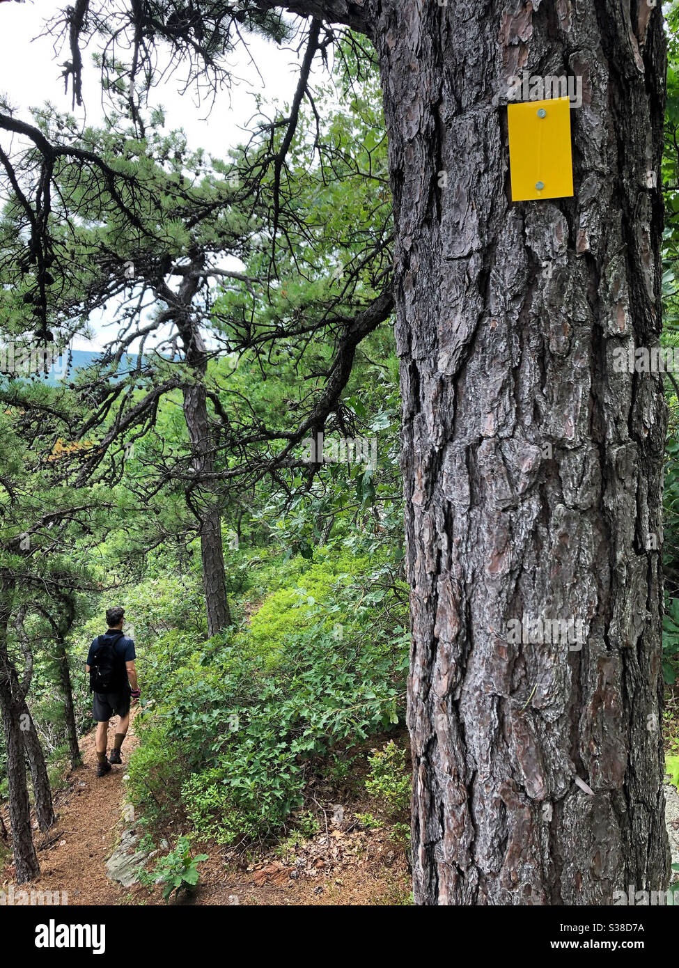 Blazed tree hi-res stock photography and images - Alamy