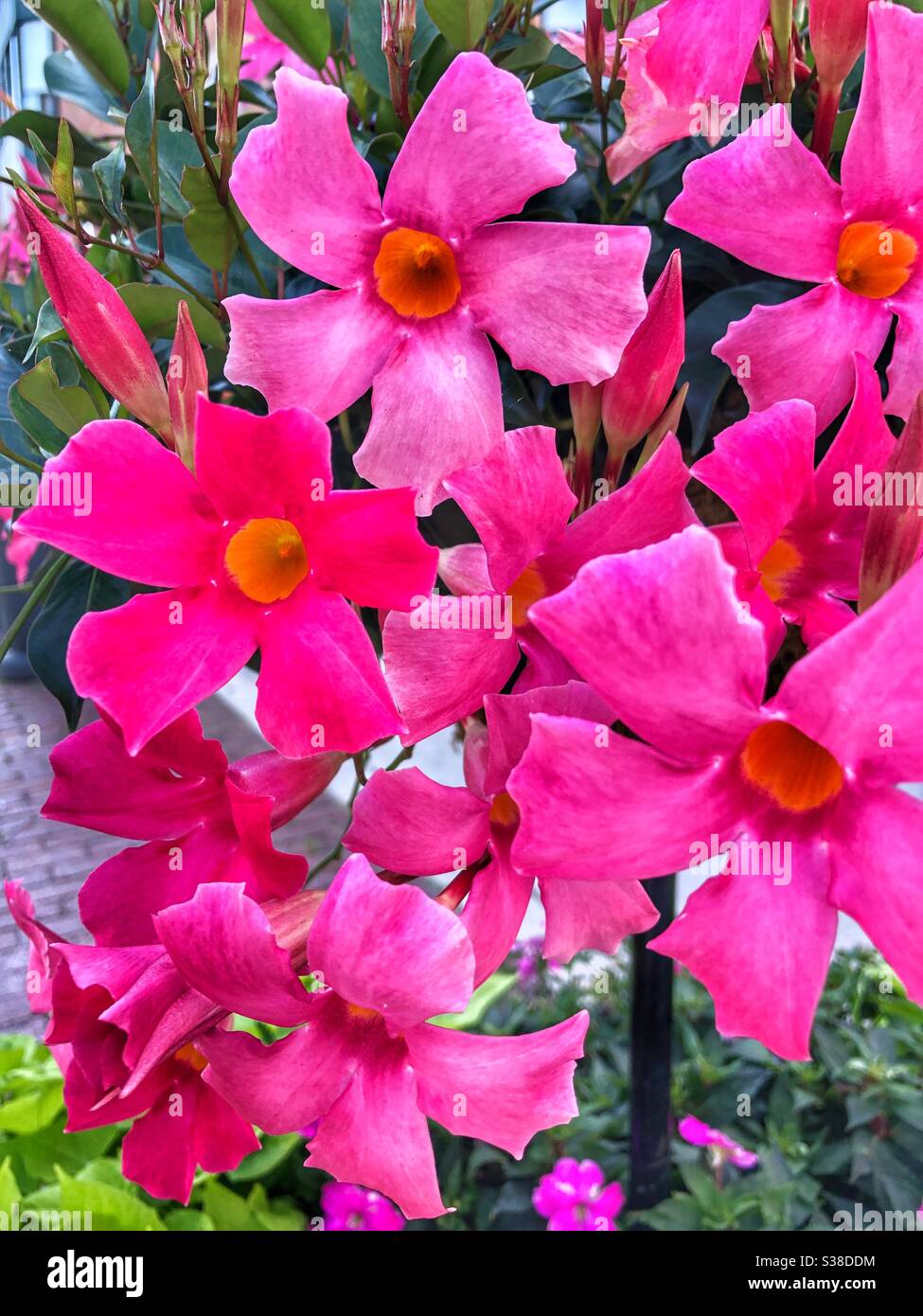 Fuchsia coloured blooms hi-res stock photography and images - Alamy