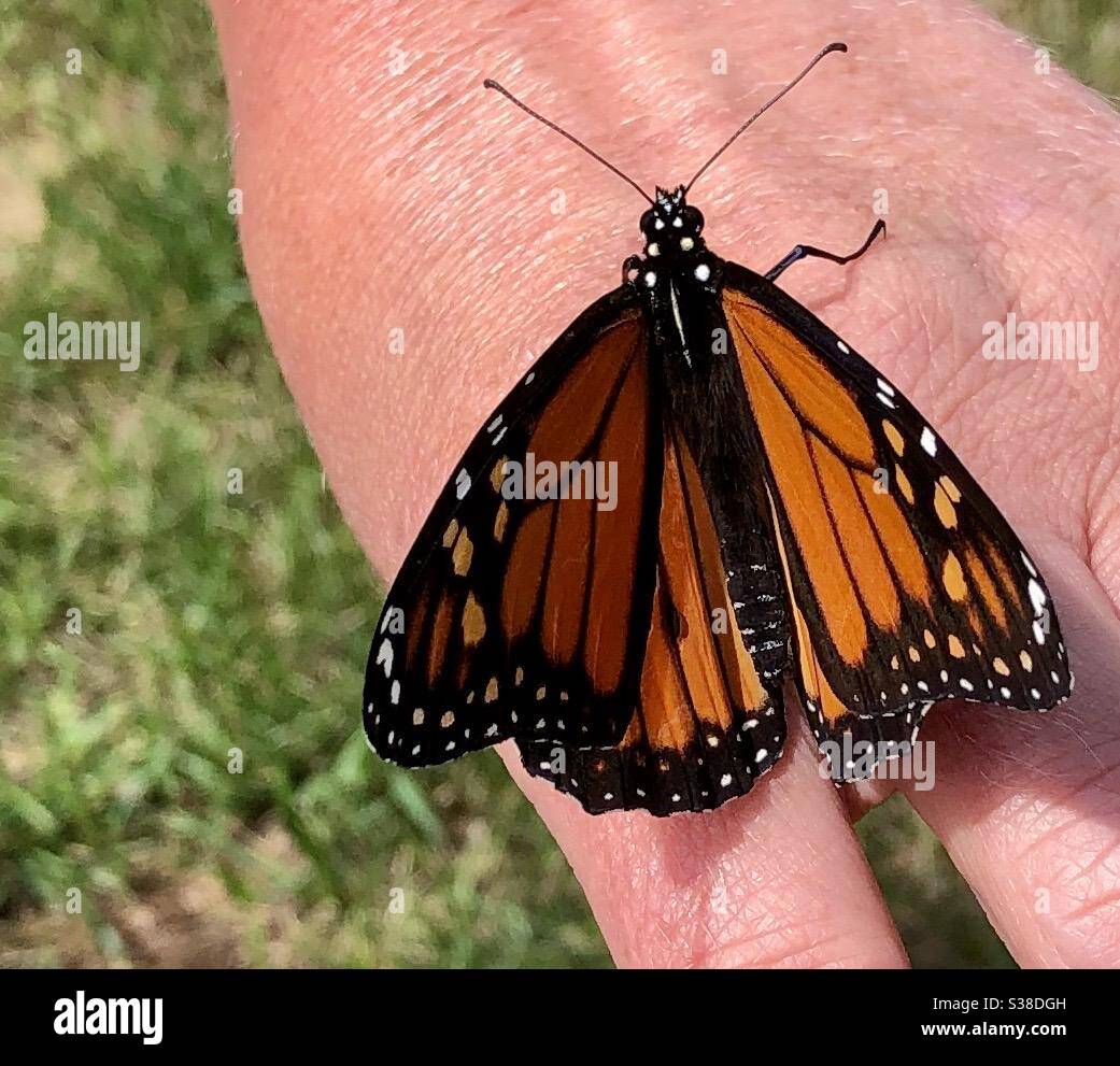 Beautiful monarch butterfly hi-res stock photography and images - Alamy