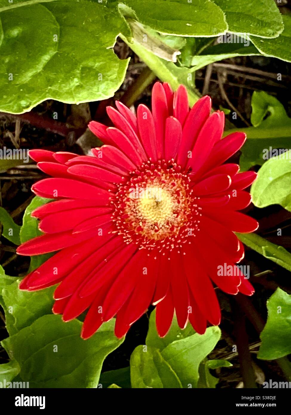 Daisy plant hi-res stock photography and images - Alamy