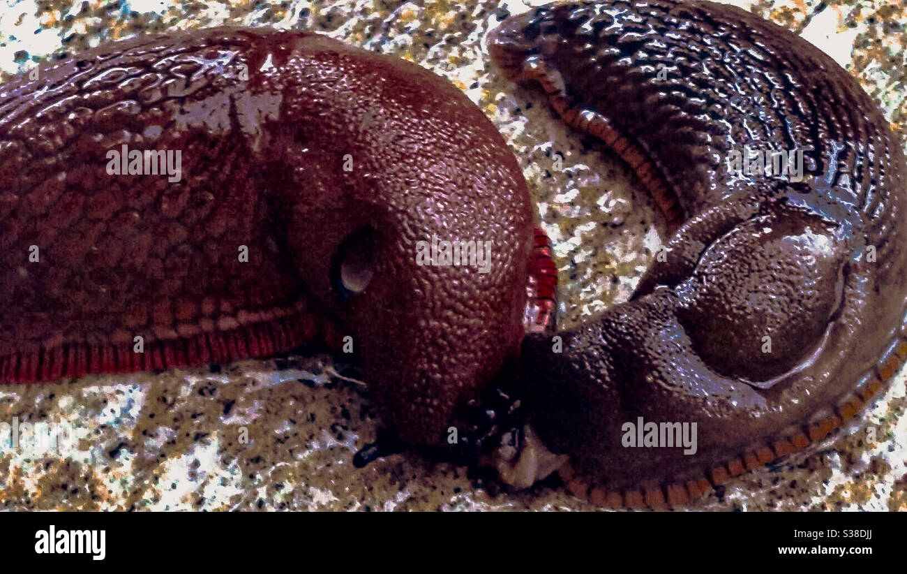 Slugs hi-res stock photography and images - Alamy
