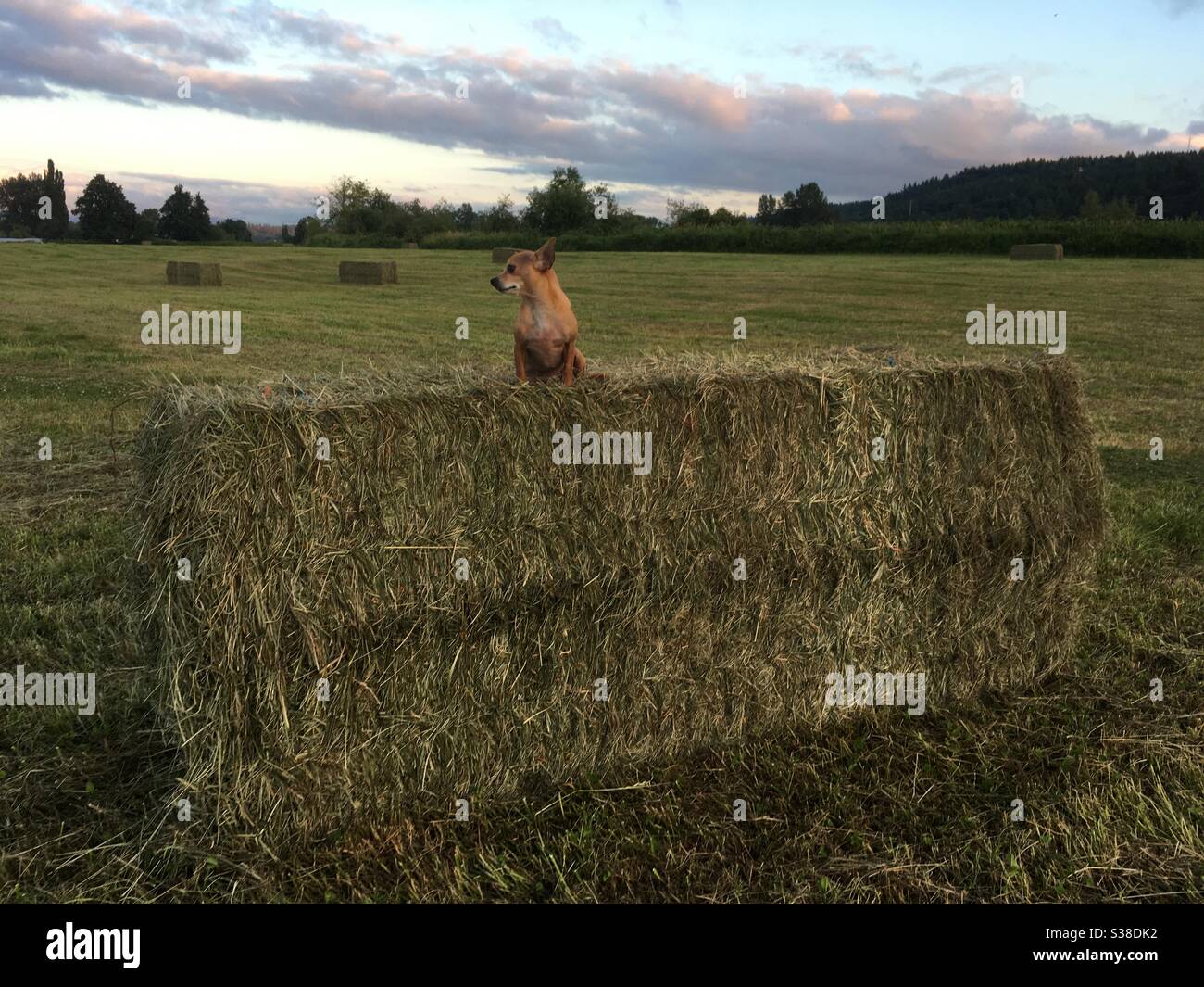 Dog hay bale hi-res stock photography and images - Alamy
