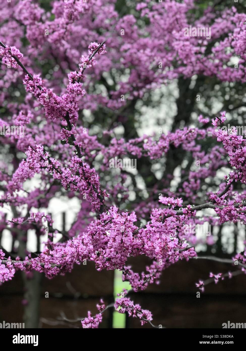 Blooming season in the gardens Stock Photo - Alamy