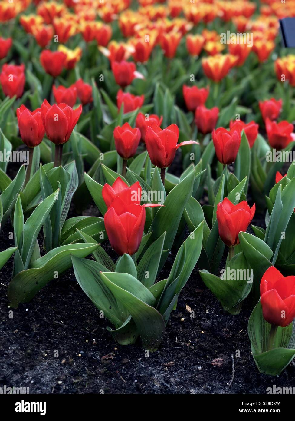 Red Tulip Garden Stock Photo - Alamy