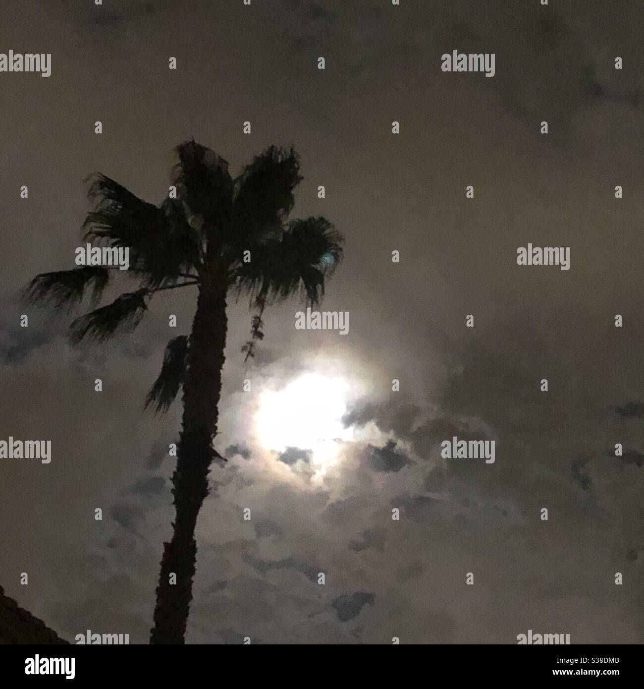 Moon palm tree hi-res stock photography and images - Alamy