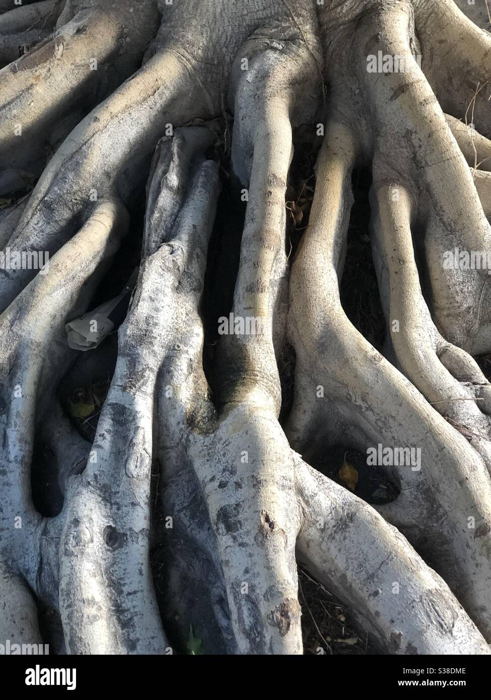 Abstract Tree Roots