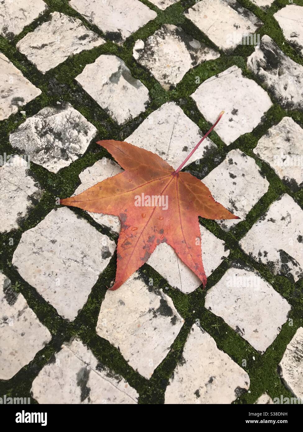 Autunm leaf hi-res stock photography and images - Alamy