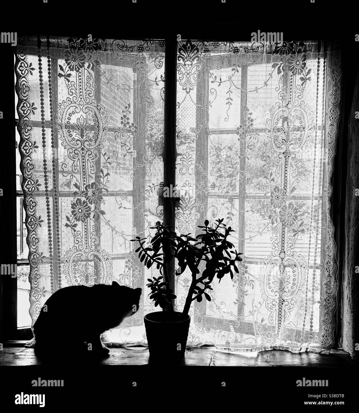 Cat net window Black and White Stock Photos & Images - Alamy