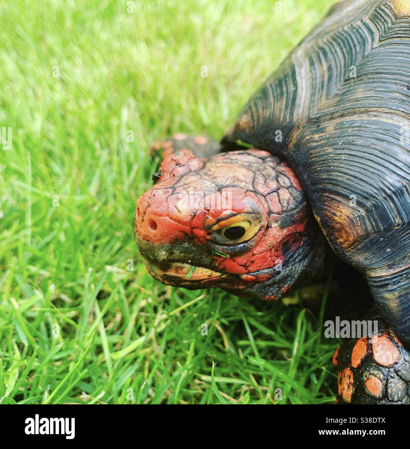 Redfoot hi-res stock photography and images - Alamy