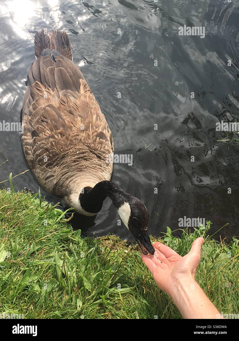 Canada goose feeding from mans hand Stock Photo - Alamy