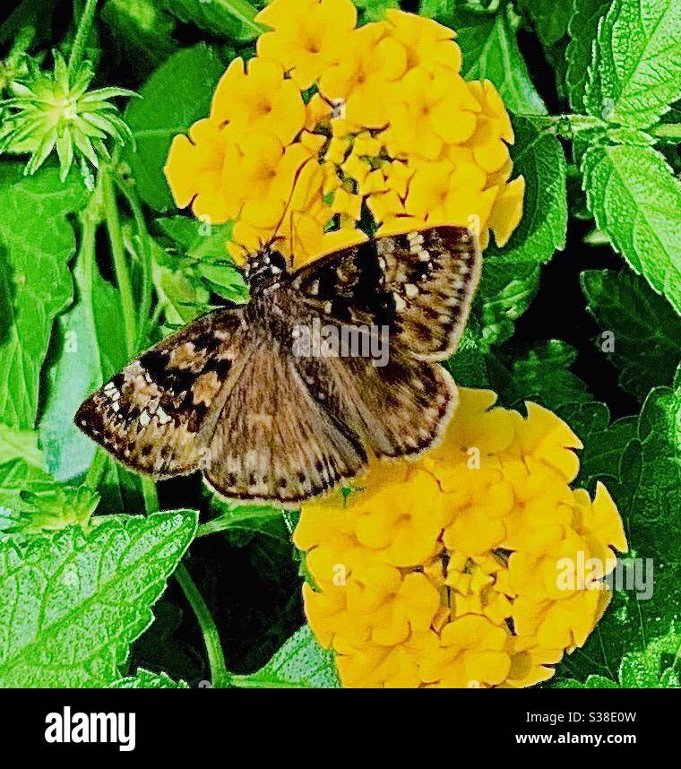 Butterfly and moth hi-res stock photography and images - Alamy