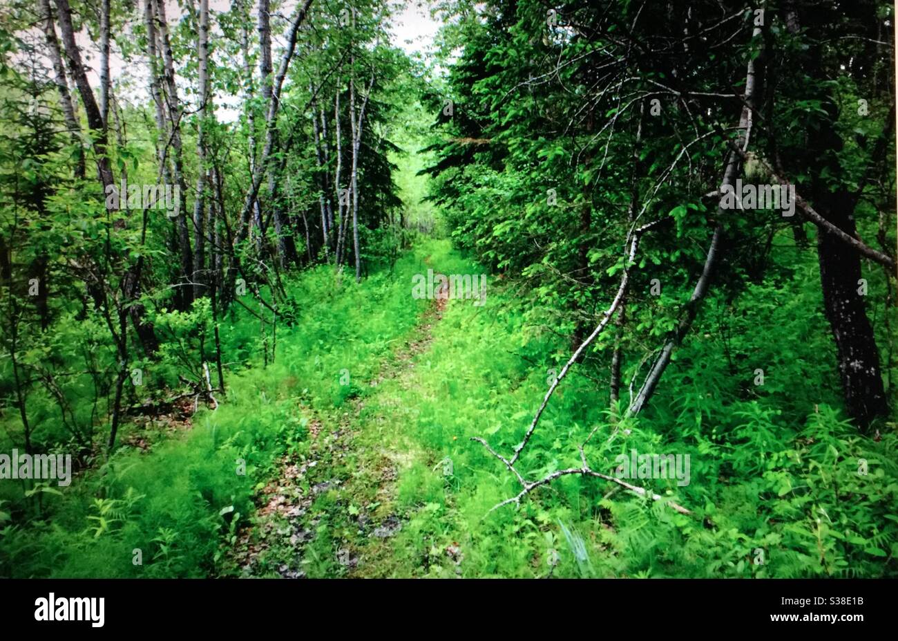Pathway in the woods hi-res stock photography and images - Alamy