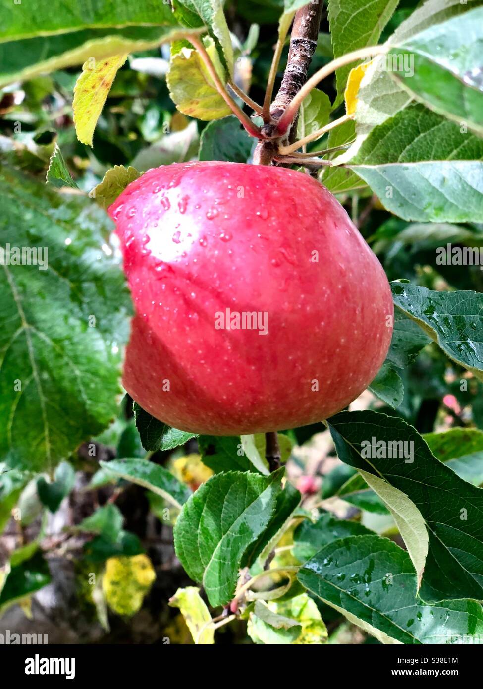 Apple after a little rain Stock Photo - Alamy