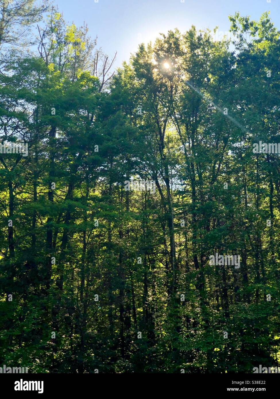 Through the trees Stock Photo - Alamy