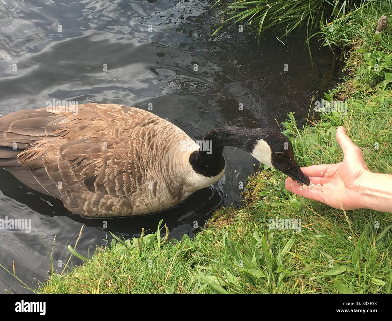 From the hand feed hi-res stock photography and images - Alamy